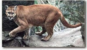 La Onza Real - Mitos y Leyendas Mexicanas